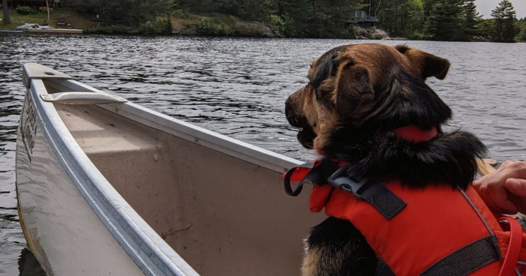 Is It Safe to Canoe With a Dog? | The Kas Pack | Pet-Friendly Outdoor ...