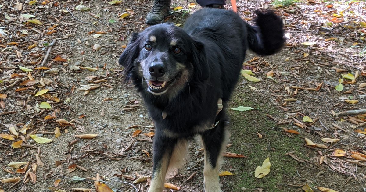 Are Acorns Toxic to Dogs? | The Kas Pack | Pet-Friendly Outdoor Travel