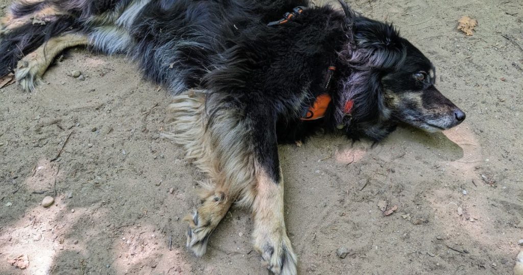 Everything You Need To Know About Sand Impaction In Dogs | The Kas Pack