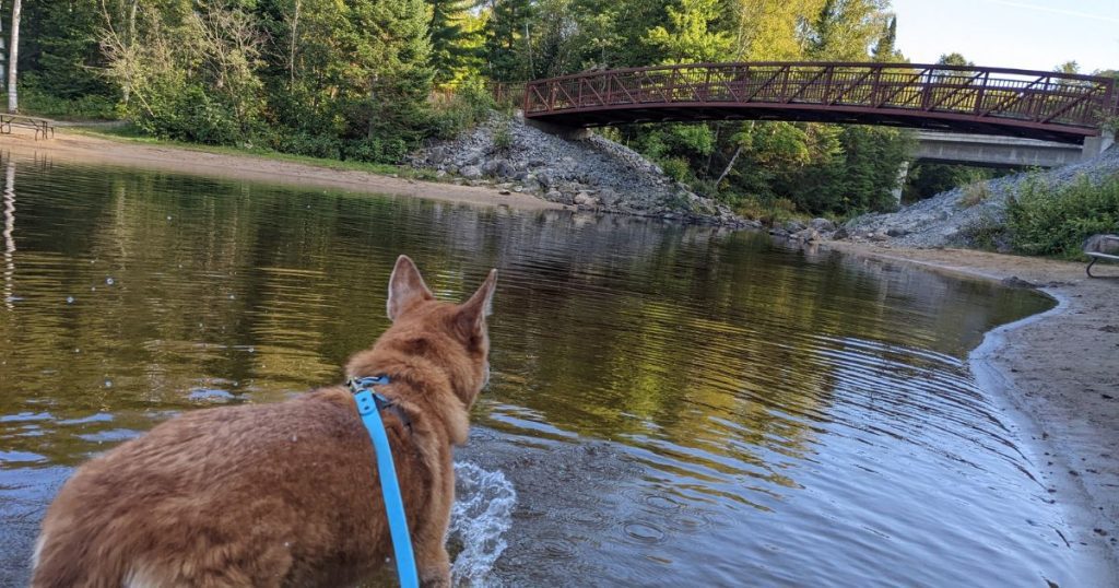 15 Tips for Taking Your Dog to the Beach This Summer | The Kas Pack