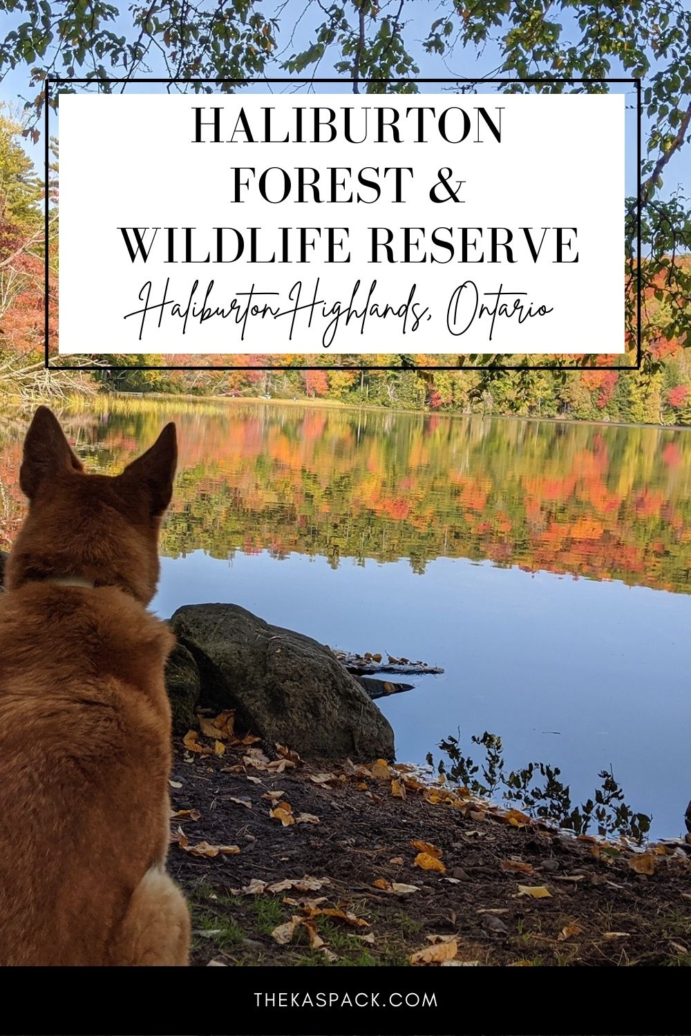 Haliburton Forest & Wildlife Reserve: Video Review | The Kas Pack | Pet ...