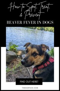 How to Spot, Treat, and Prevent Beaver Fever in Dogs | The Kas Pack ...