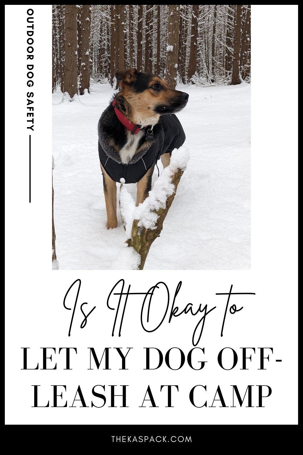 Is It Okay to Let My Dog Off-Leash at Camp? | The Kas Pack | Pet ...
