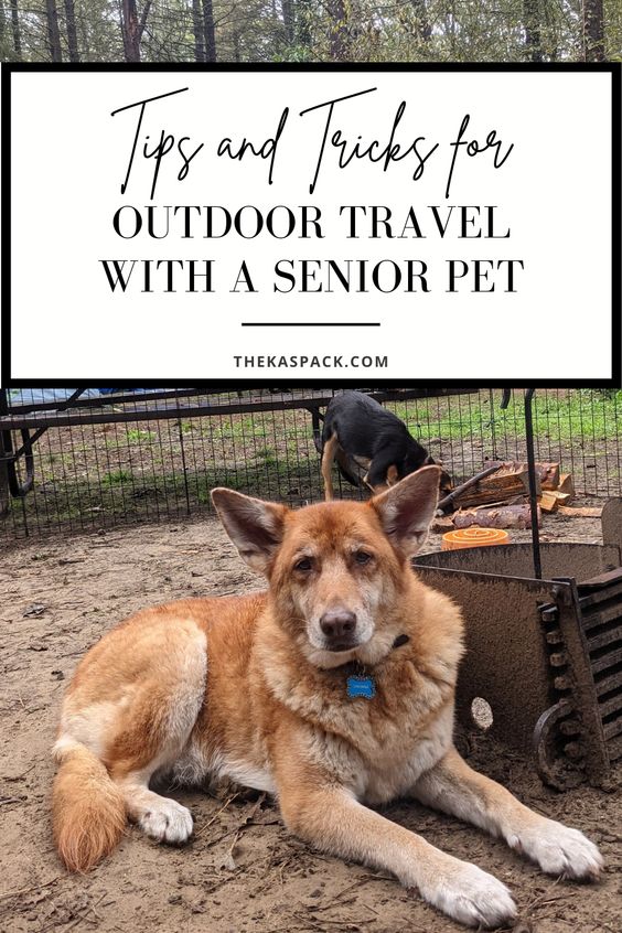 Tips for Outdoor Travel with a Senior Pet | The Kas Pack | Pet-Friendly ...