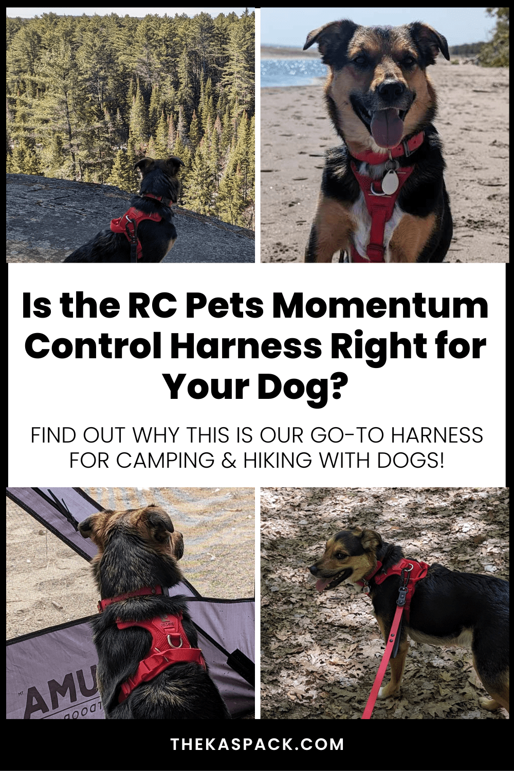 RC Pets Momentum Control Harness: Our Go-To Adventure Dog Harness | The ...