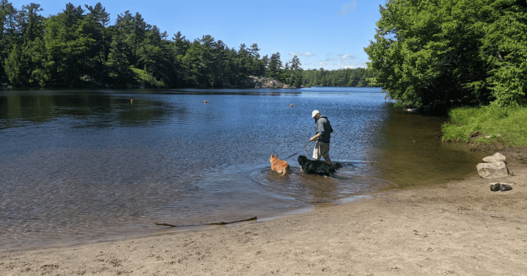 8 Dog-Friendly Beaches in Ontario to Visit this Summer with Your Pup ...